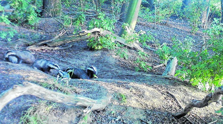 Wat je wil weten over dassen | LokaalGelderland
